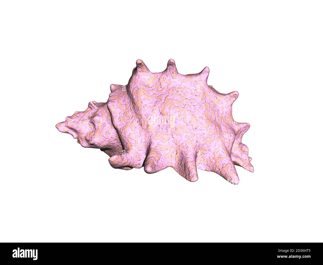 Large spiny shell sea hi-res stock photography and images - Alamy