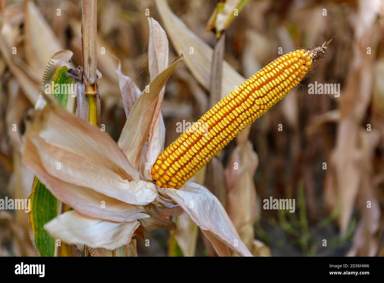 Corn leaf in corn field hi-res stock photography and images - Alamy