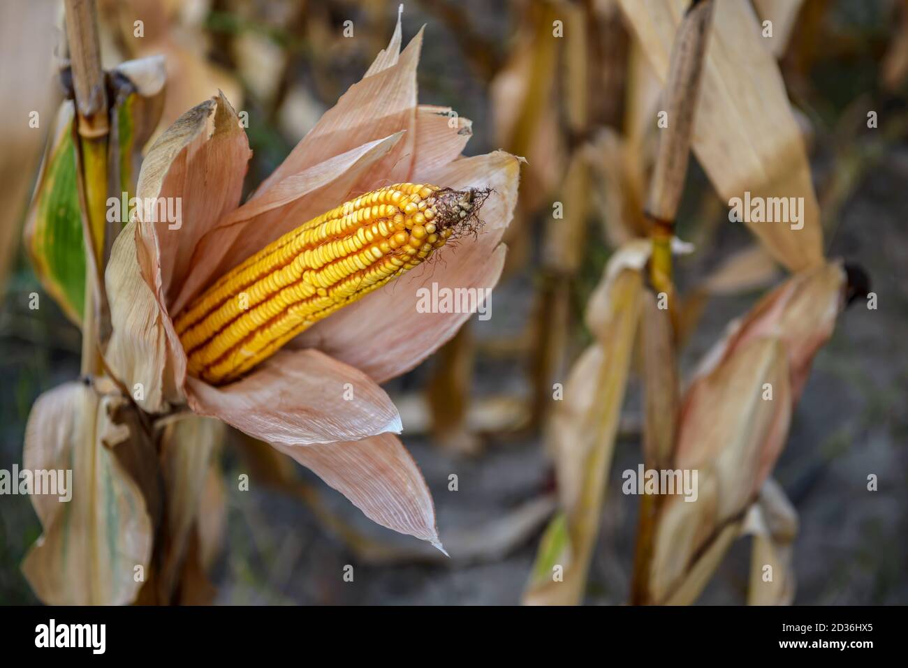 Closeup field corn ready harvest hi-res stock photography and images ...