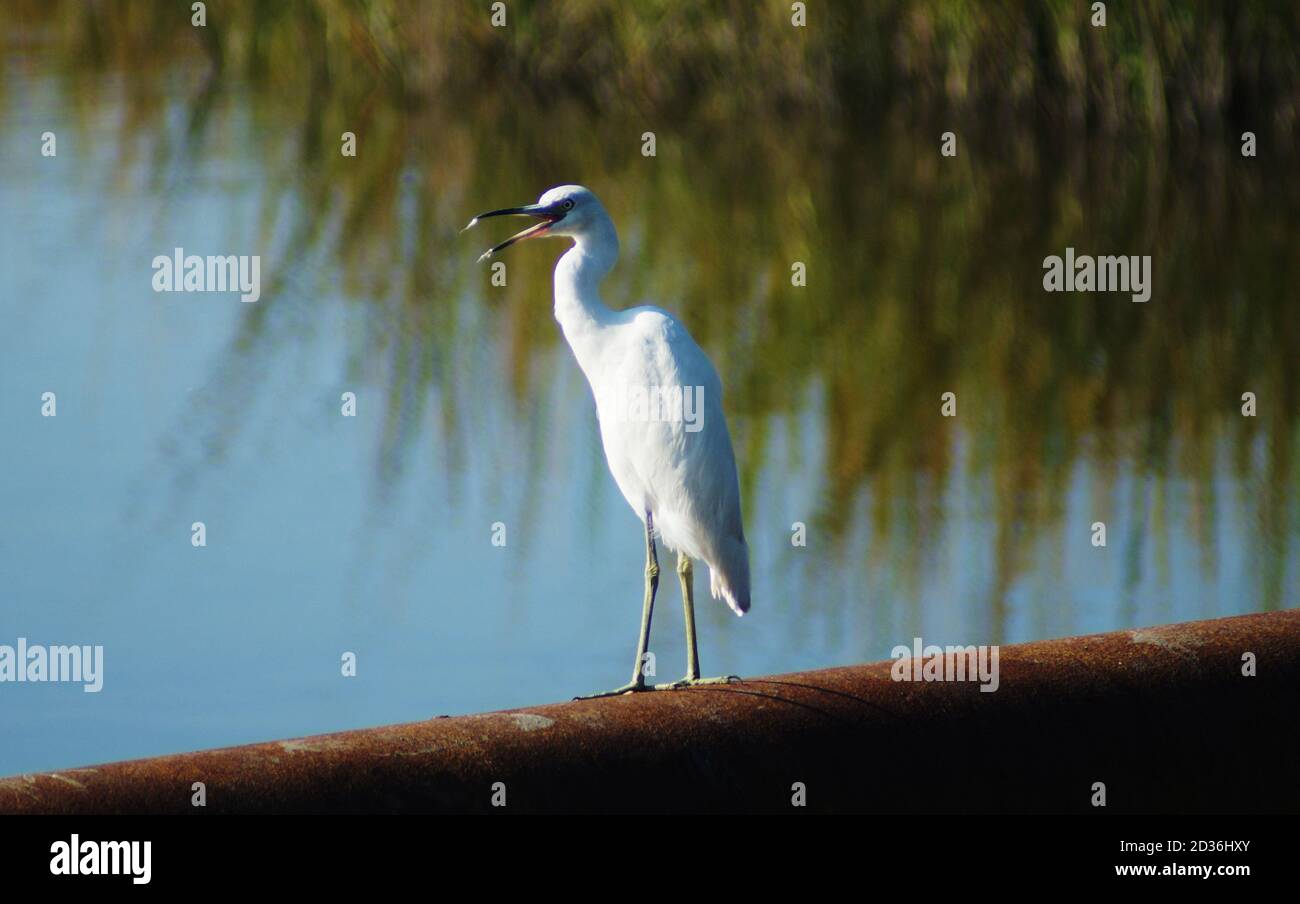 Birds captures hi-res stock photography and images - Alamy