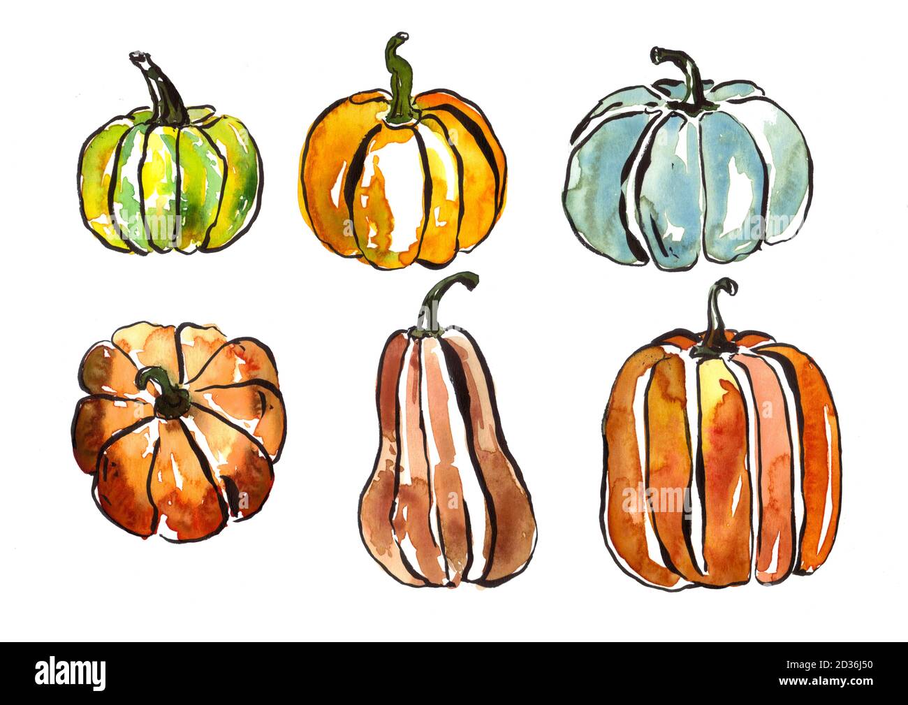 Watercolor hand drawn pumpkin set, autumn harvest season or ...