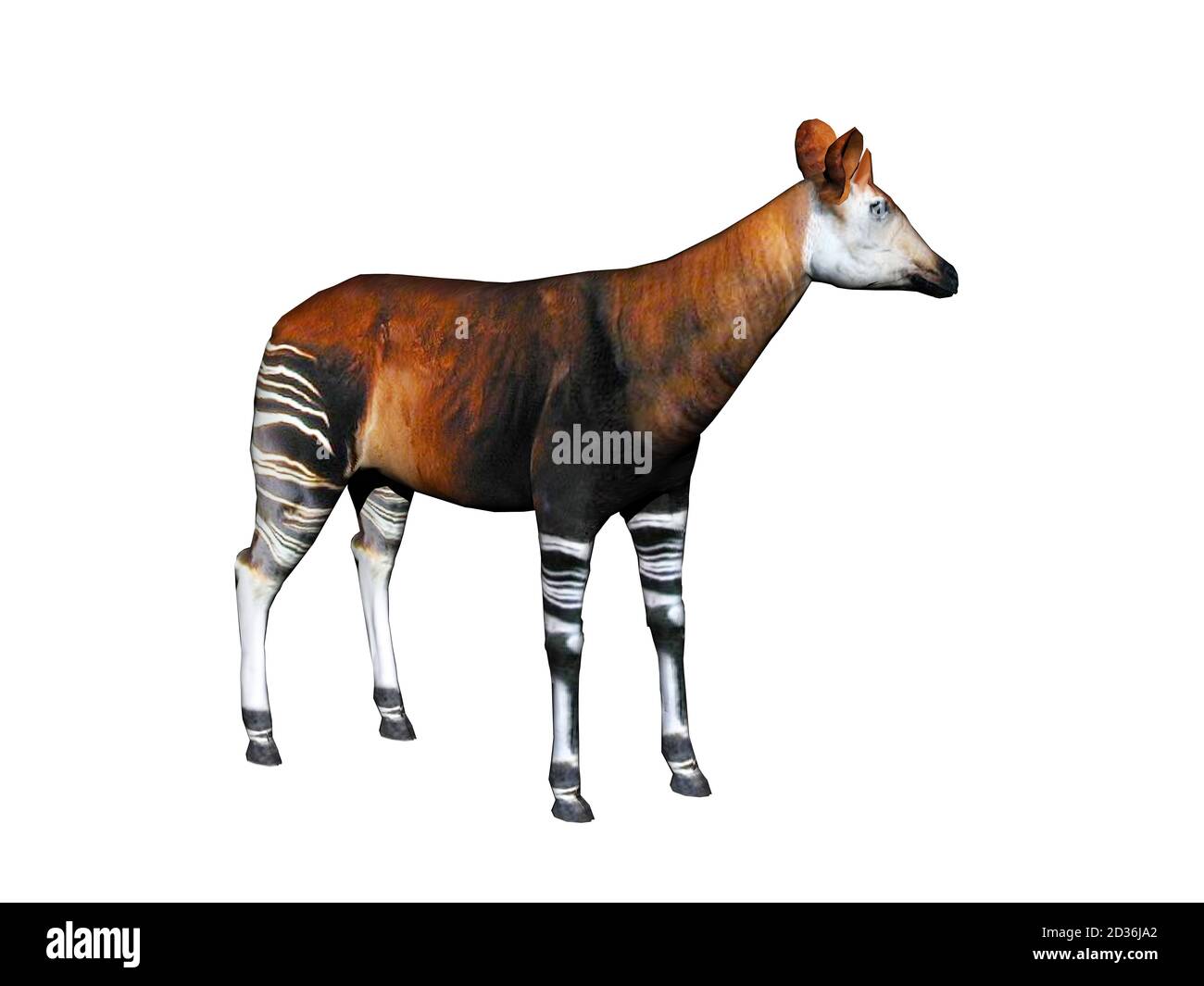 Okapi with striped legs in the steppe Stock Photo - Alamy