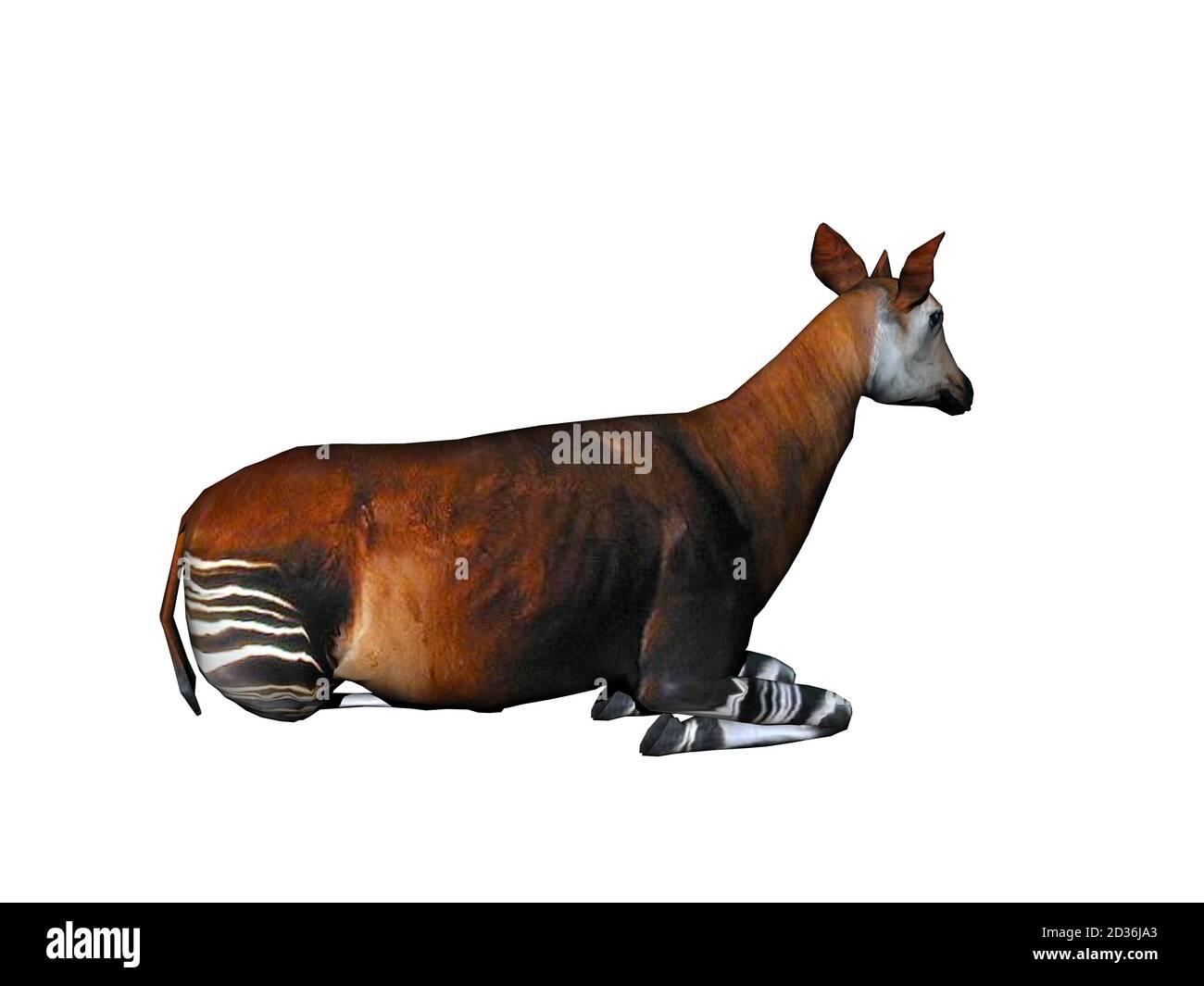Okapi with striped legs in the steppe Stock Photo - Alamy