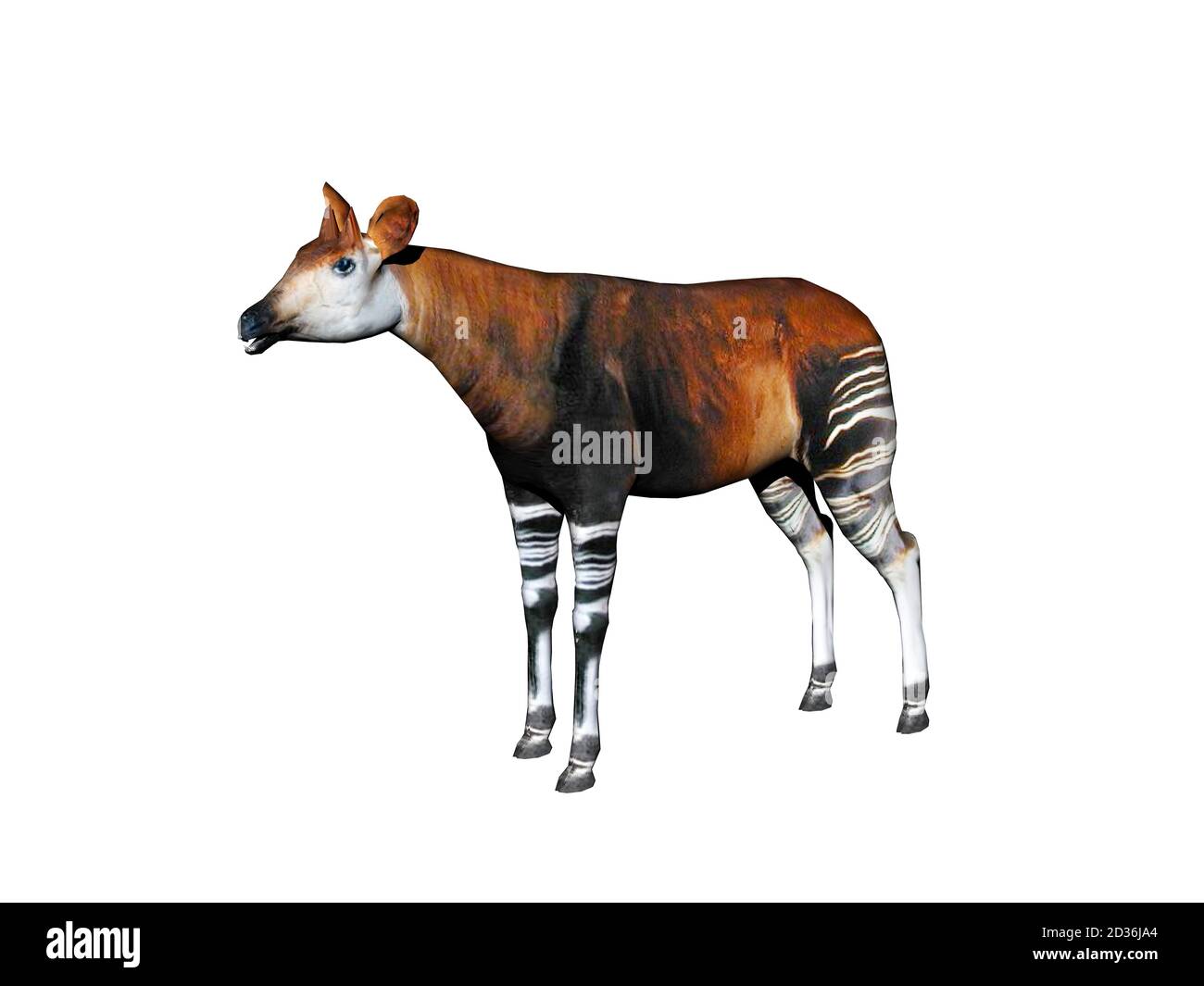 Okapi with striped legs in the steppe Stock Photo - Alamy