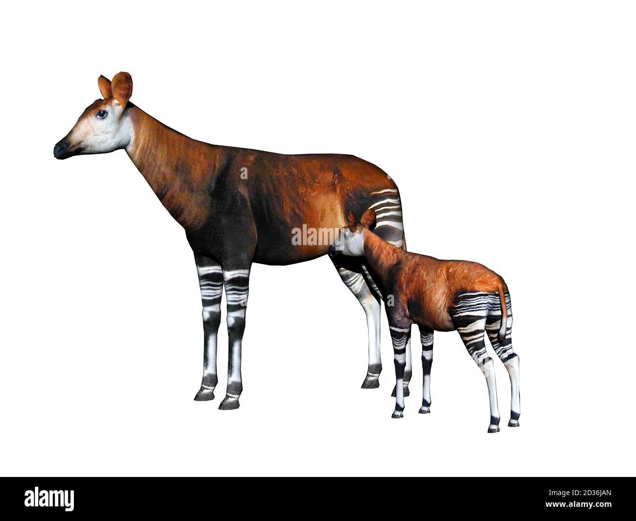 Okapi with striped legs in the steppe Stock Photo - Alamy