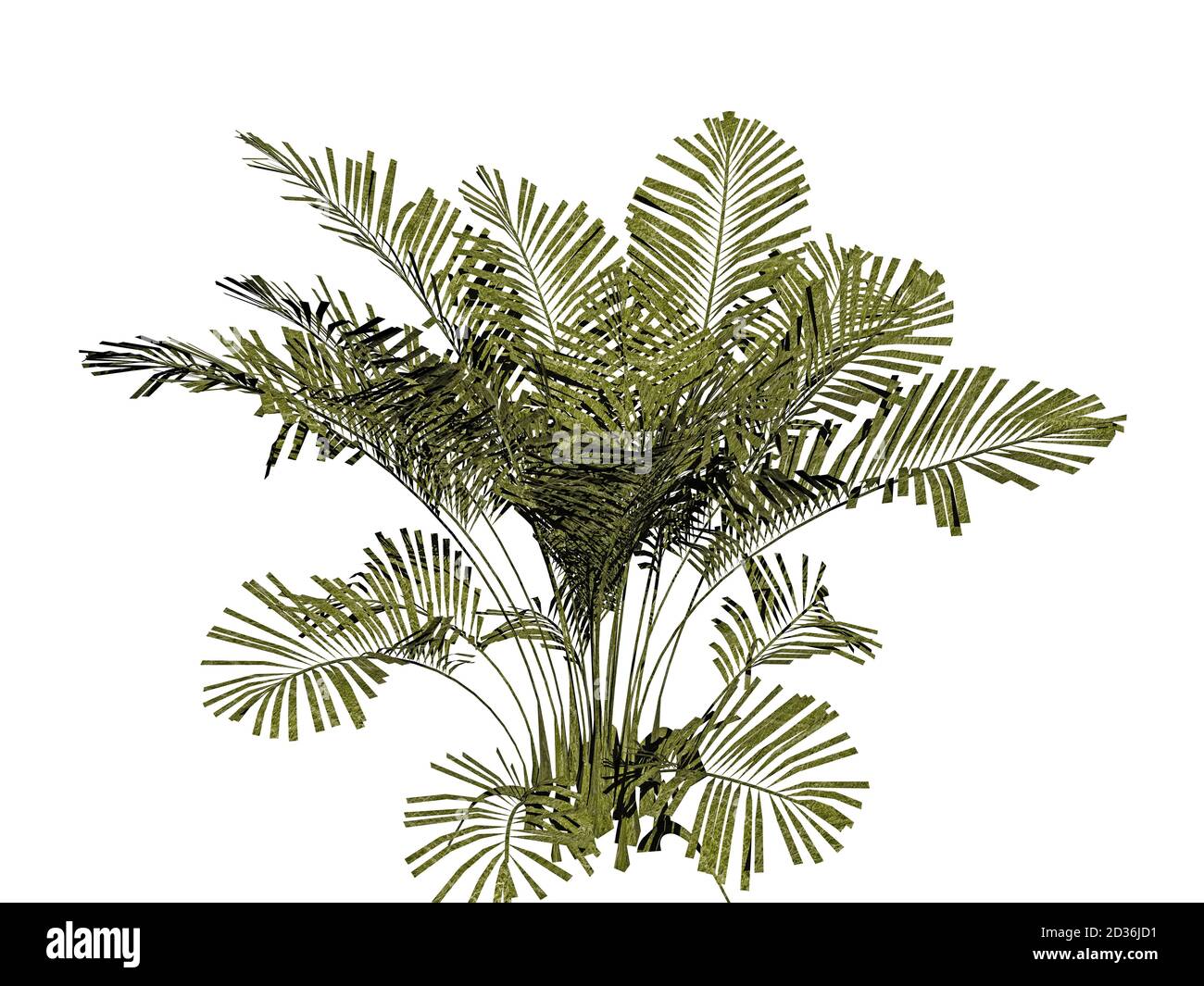 Indoor palm tree with green palm fronds Stock Photo - Alamy