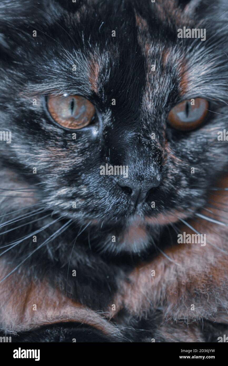 Closeup shot of a cute tortoiseshell cat with a curious look Stock ...