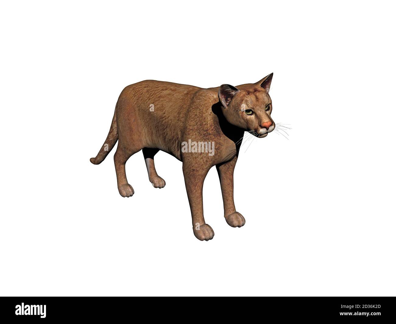 heavy muscular puma jumping Stock Photo - Alamy