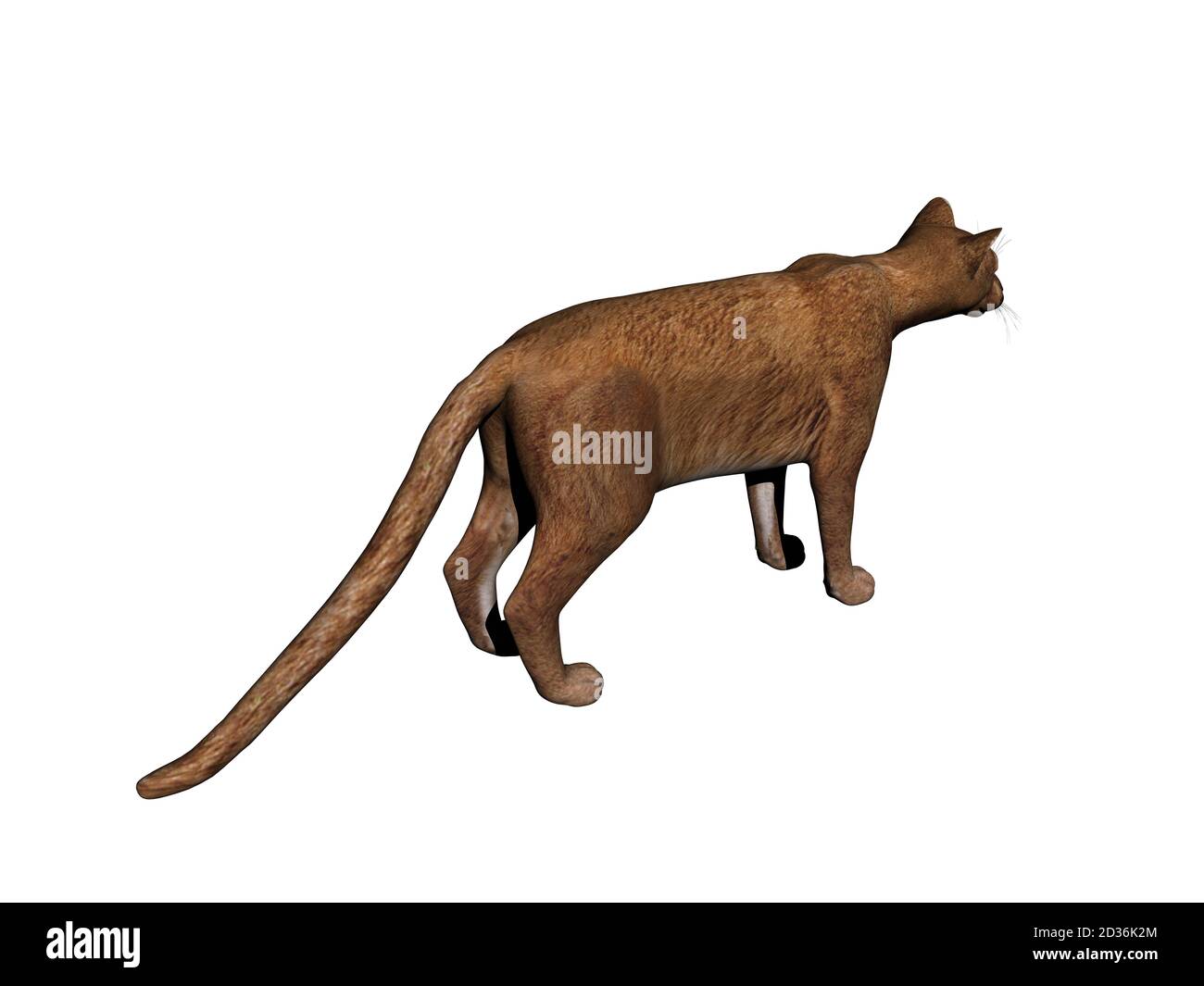 heavy muscular puma jumping Stock Photo - Alamy