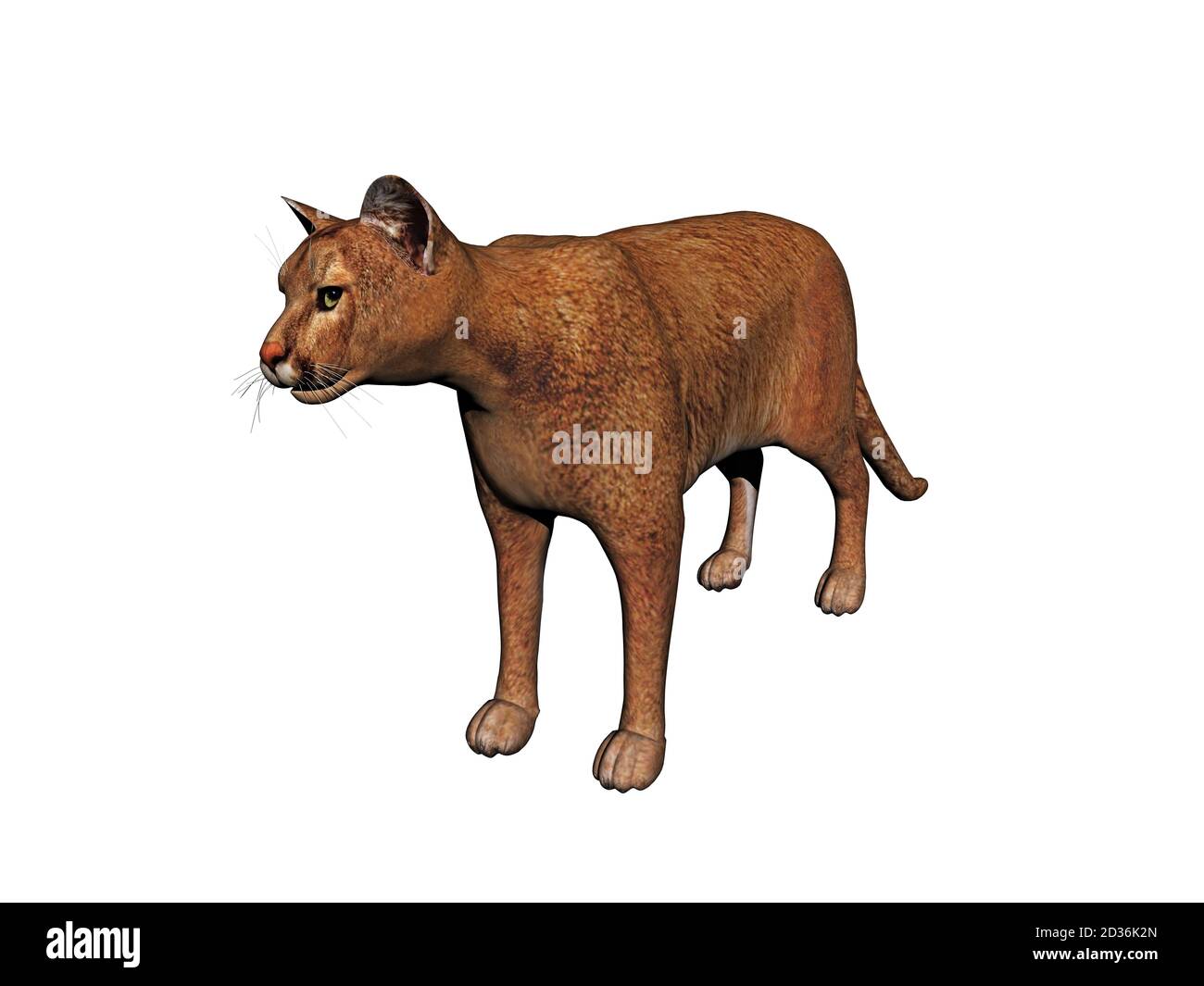 heavy muscular puma jumping Stock Photo - Alamy