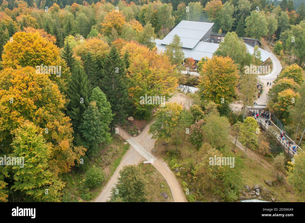 BAVARIA, GERMANY Treetop wooden forest path in the National Park ...
