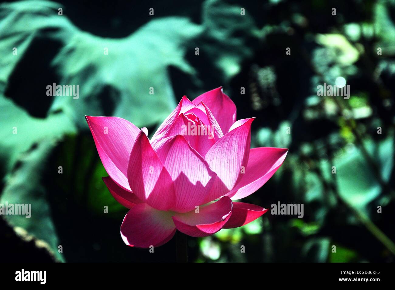 the beautiful lotus, symbol of perfection, purity Stock Photo - Alamy