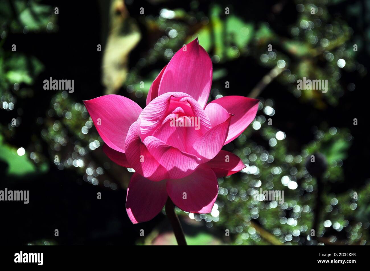 the beautiful lotus, symbol of perfection, purity Stock Photo - Alamy