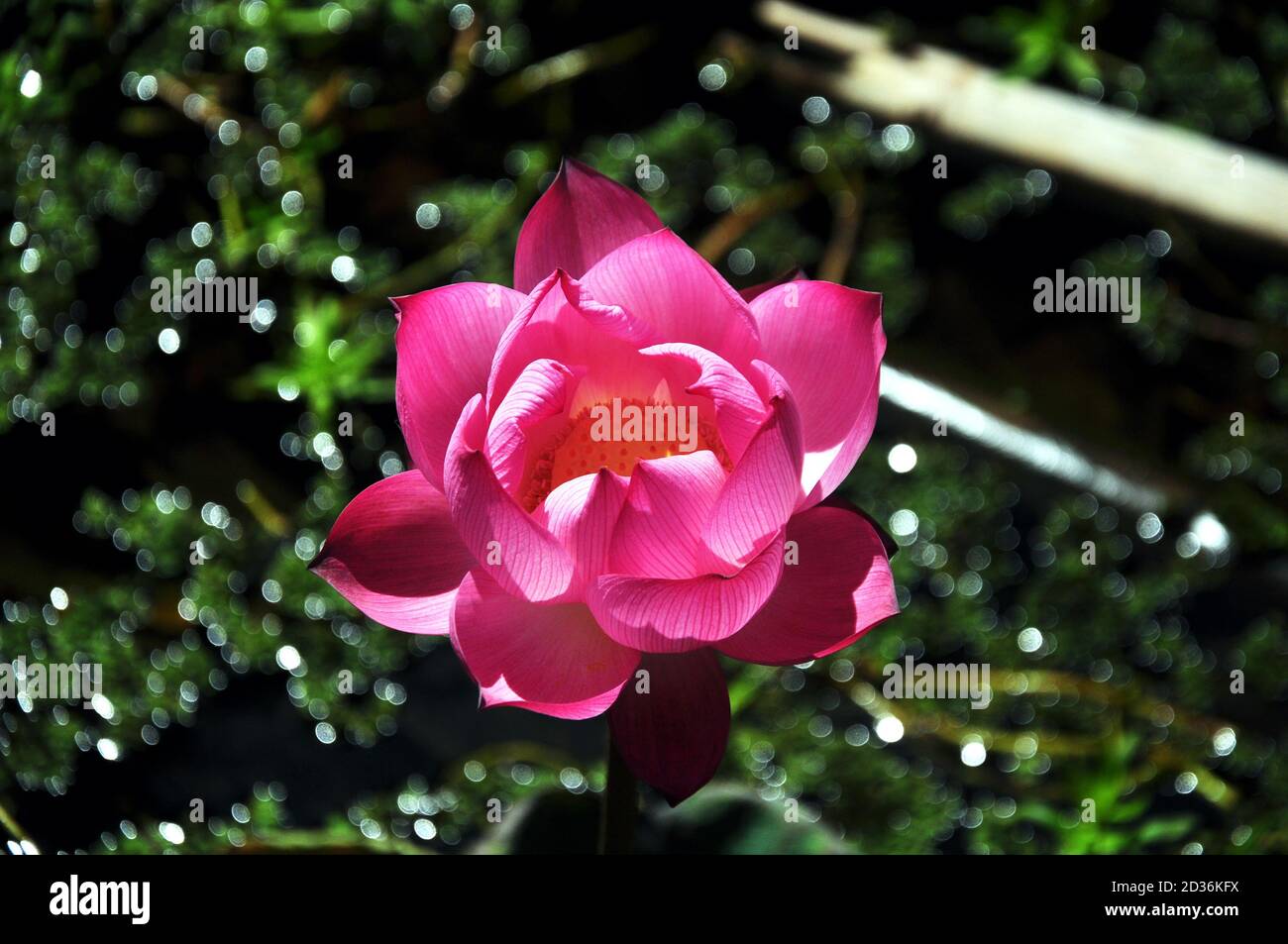 the beautiful lotus, symbol of perfection, purity Stock Photo - Alamy