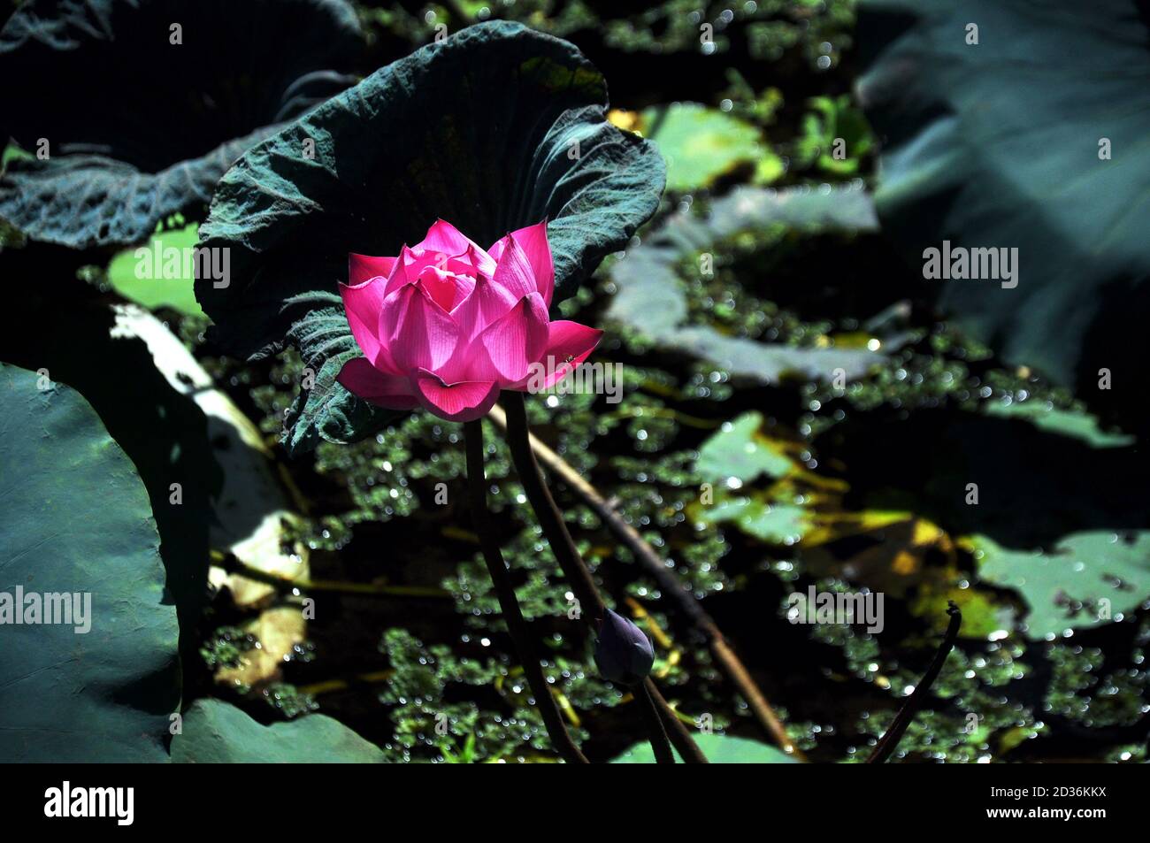 the beautiful lotus, symbol of perfection, purity Stock Photo - Alamy