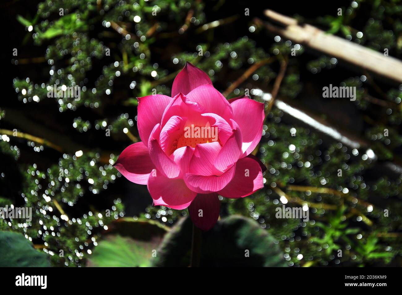 the beautiful lotus, symbol of perfection, purity Stock Photo - Alamy