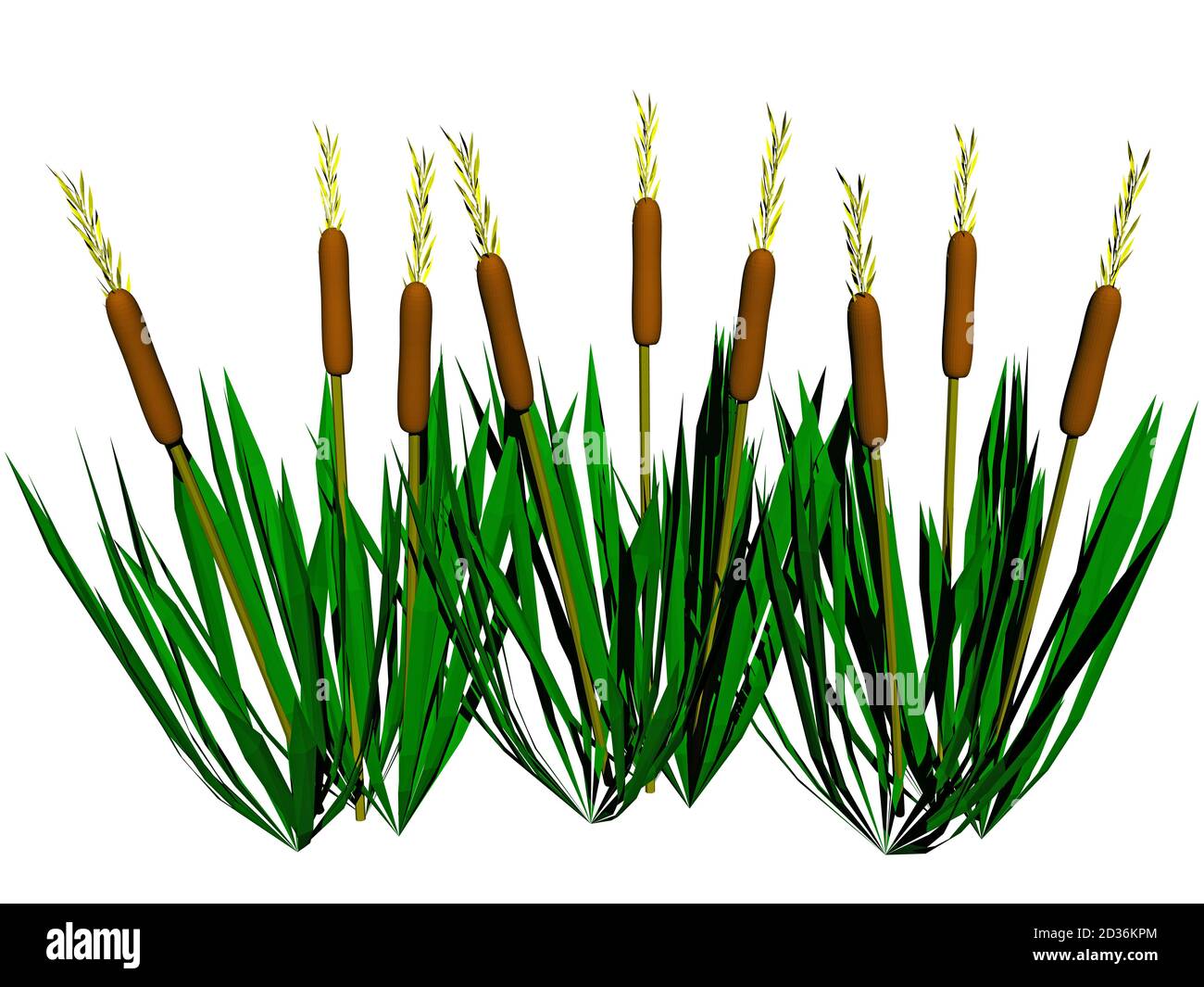 Bank plants with swamp grass and cattails Stock Photo - Alamy