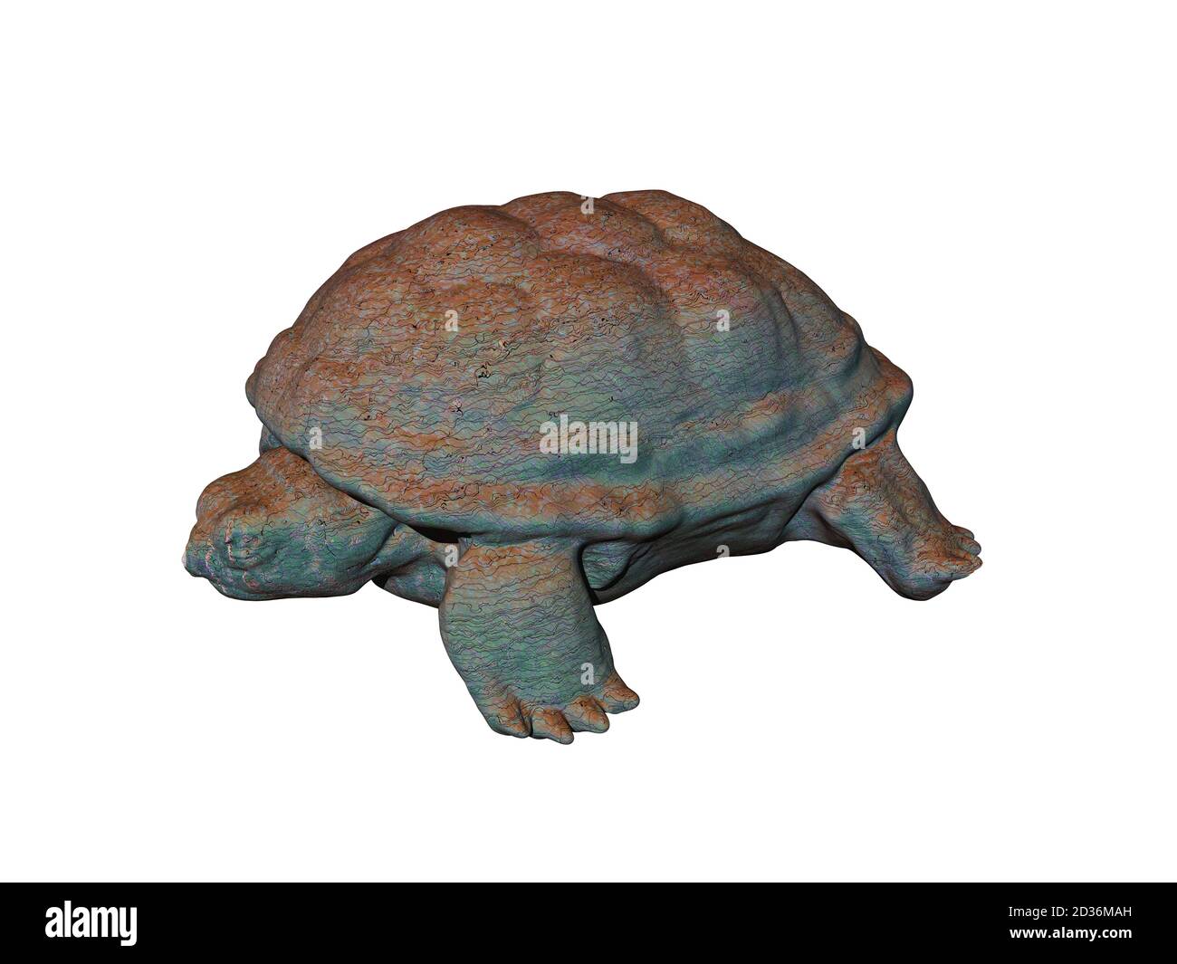 Tortoise with claws and shell Stock Photo - Alamy