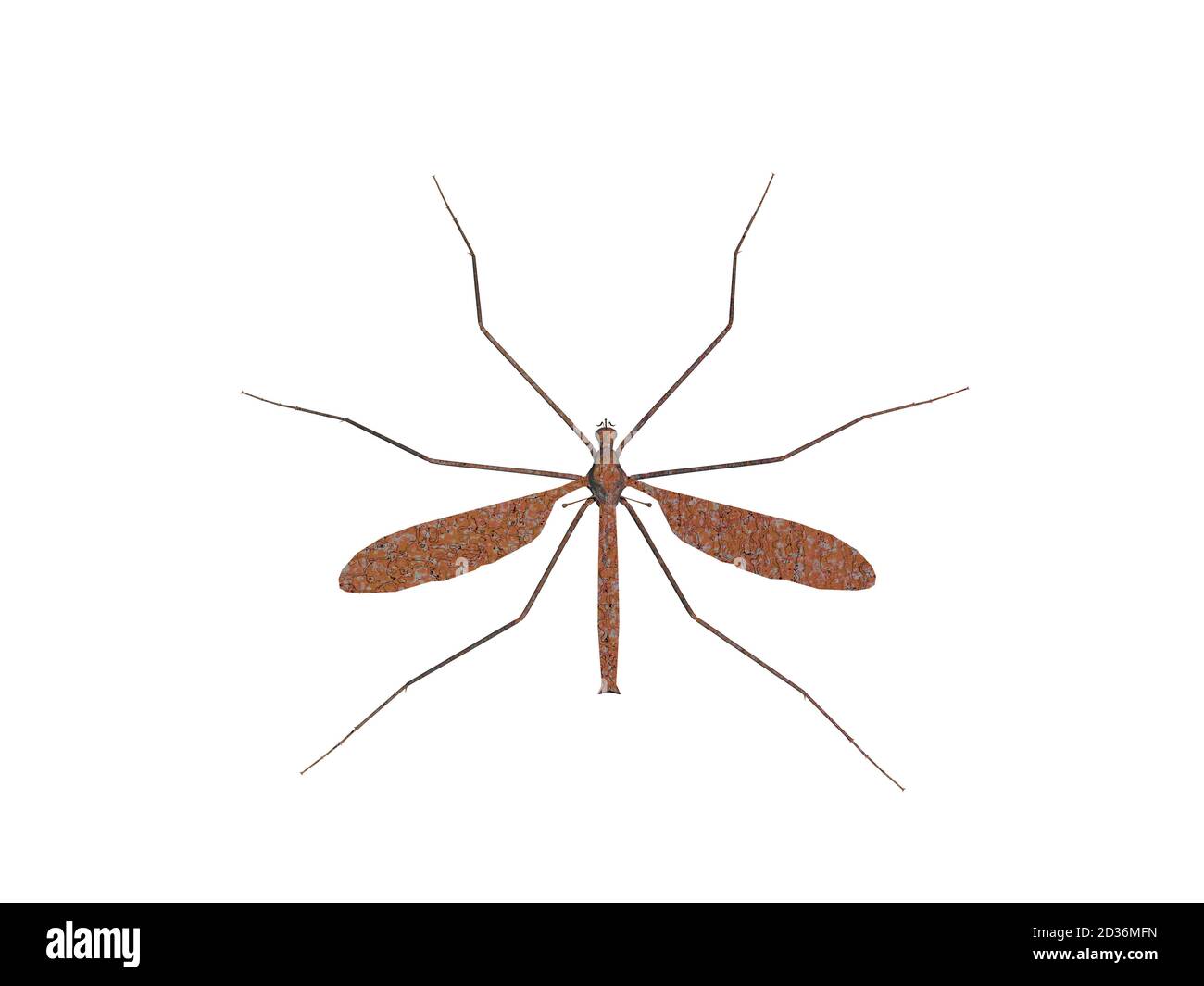 Long legs insects Cut Out Stock Images & Pictures - Alamy