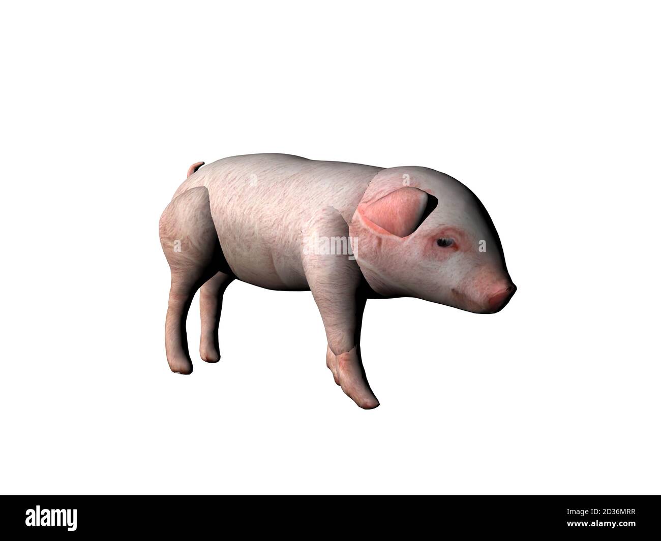 pink domestic pig at the farm Stock Photo - Alamy