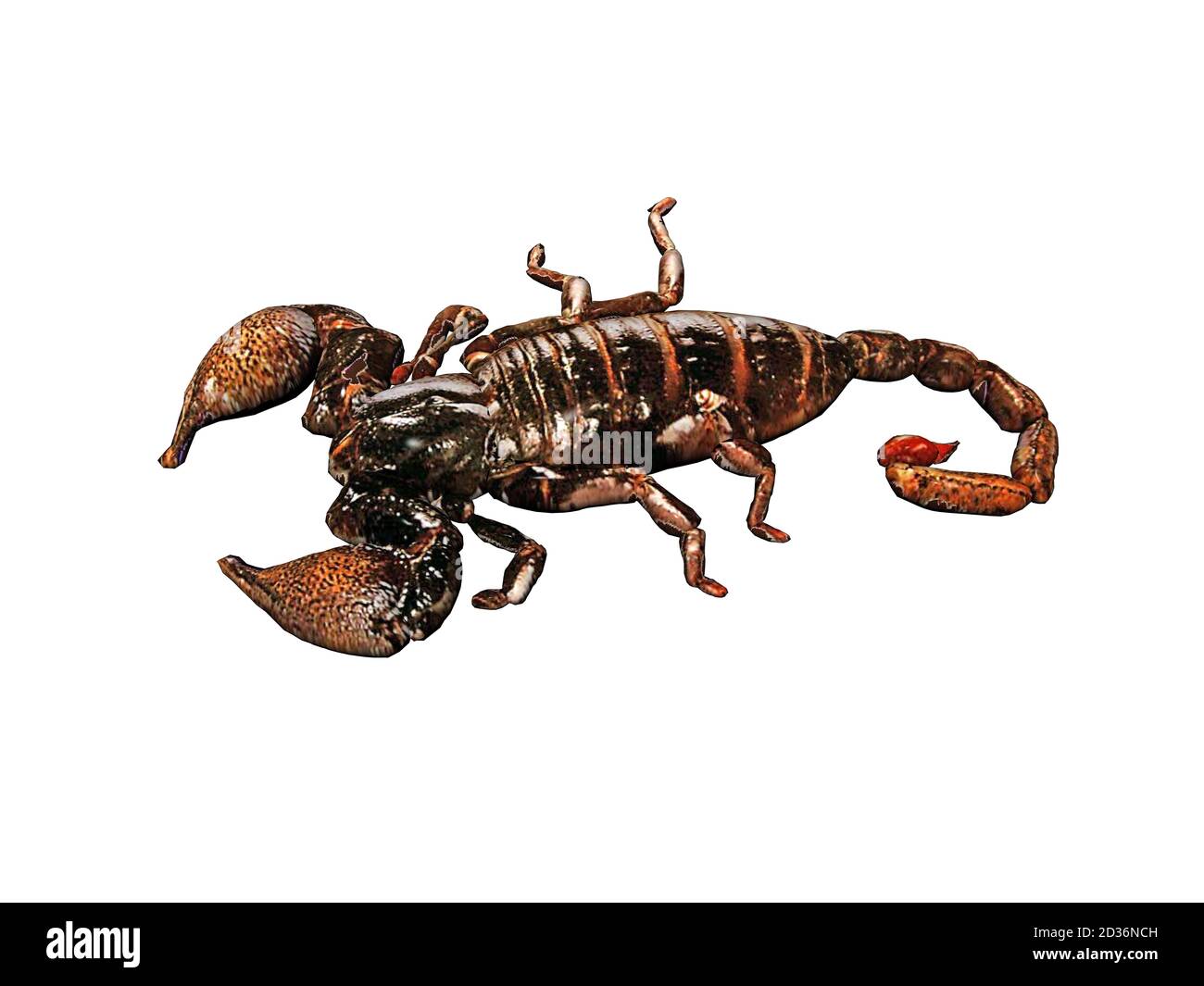 dangerous scorpion with large pliers and venomous sting Stock Photo - Alamy