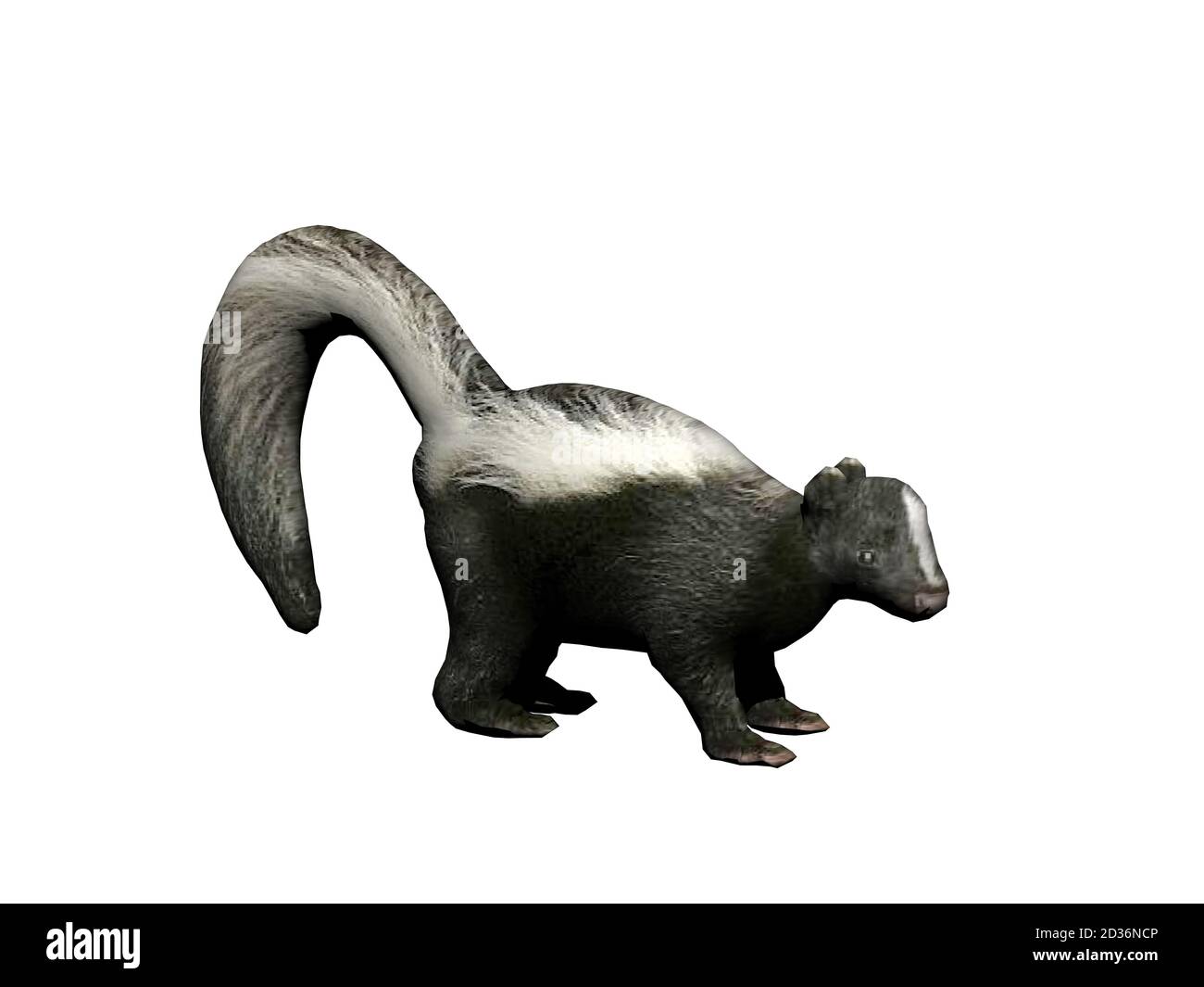 nimble striped skunk with raised tail Stock Photo - Alamy