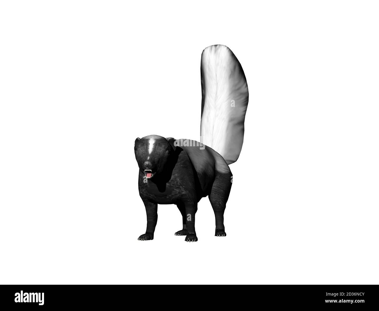 american skunk fooling around Stock Photo - Alamy