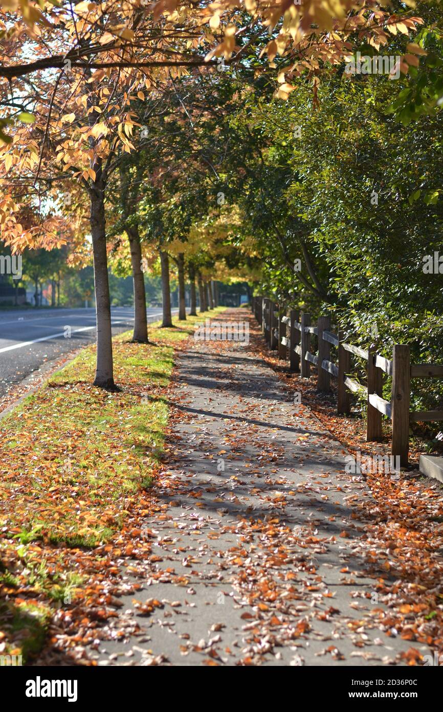Fall walking path with fence and leaves Stock Photo - Alamy