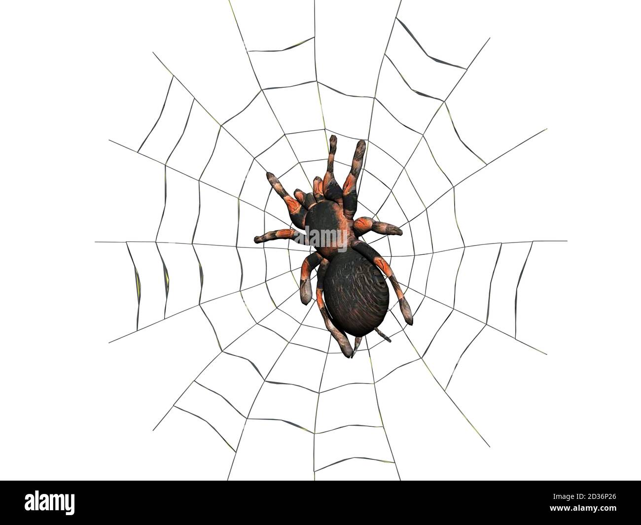 Fat spider hi-res stock photography and images - Alamy