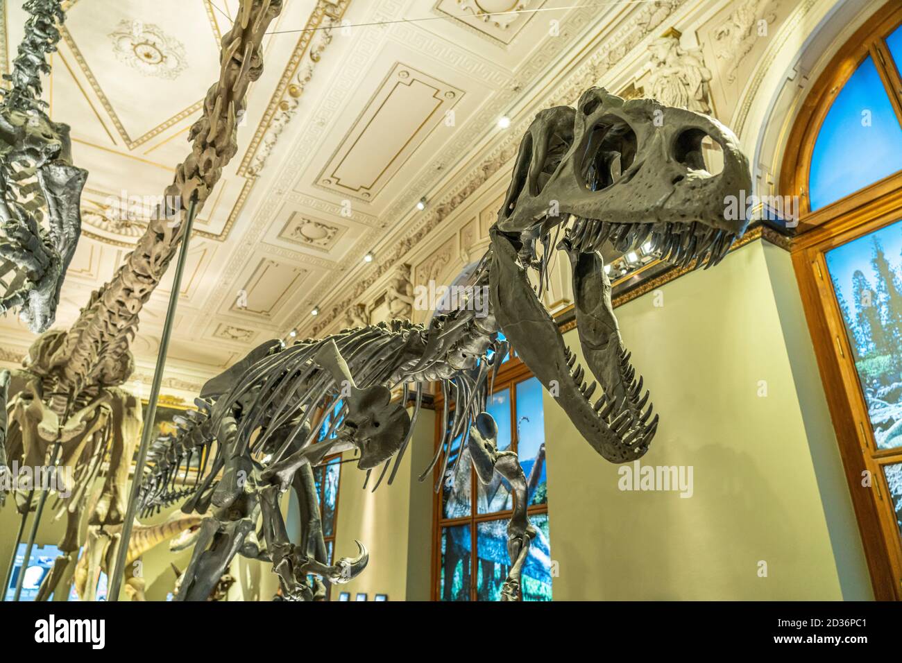 Dinosaurier Skelett im Sauriersaal des Naturhistorischen Museum Wien ...