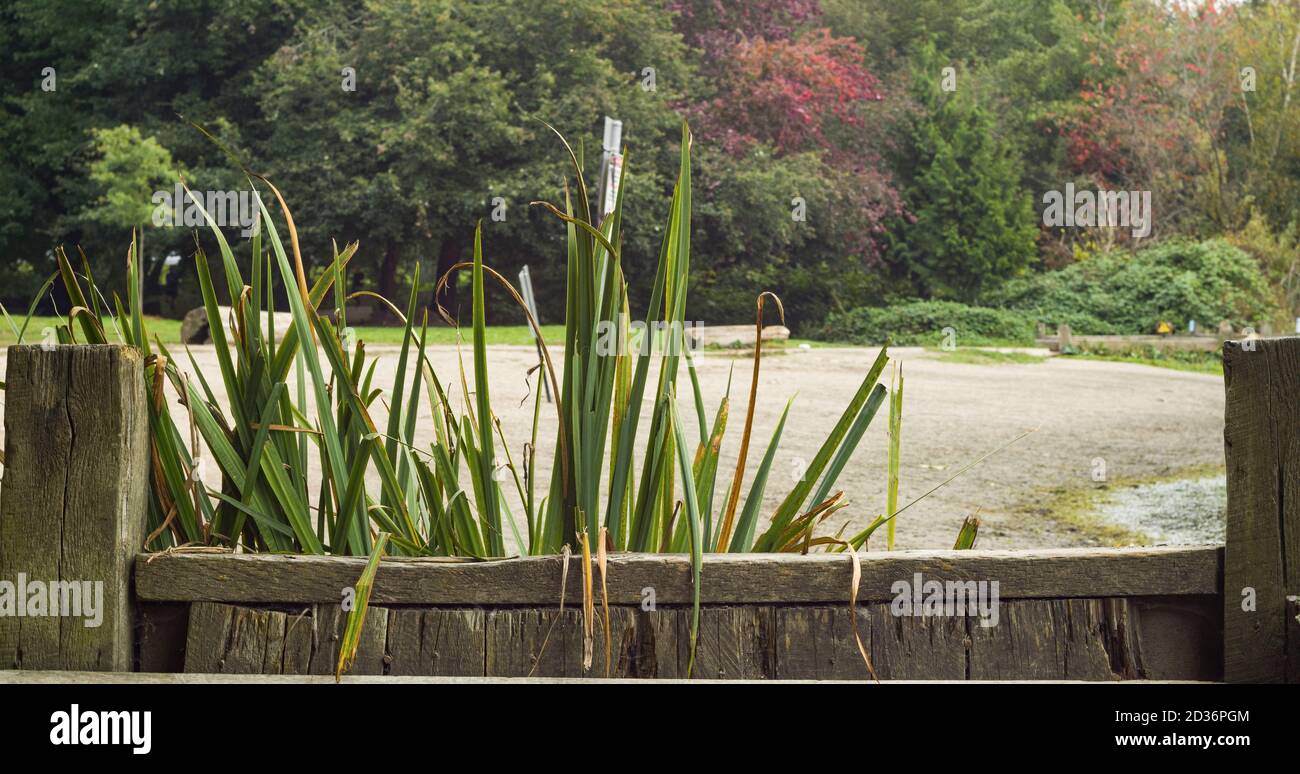 Frame of wooden boards with swamp plants Stock Photo - Alamy