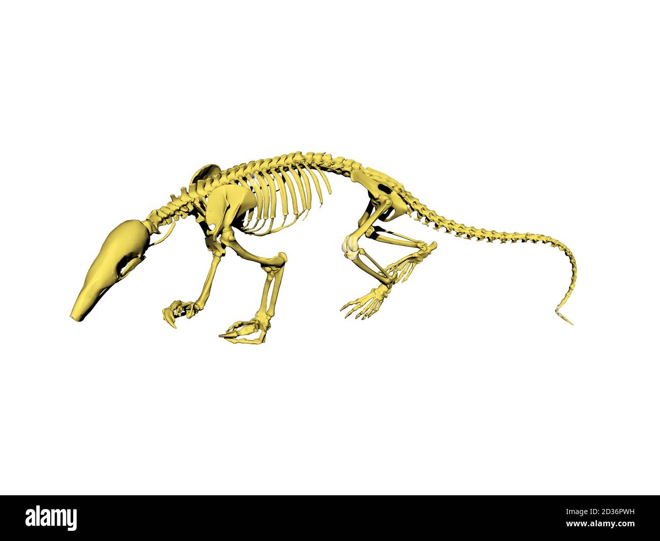 Rat skeleton hi-res stock photography and images - Alamy