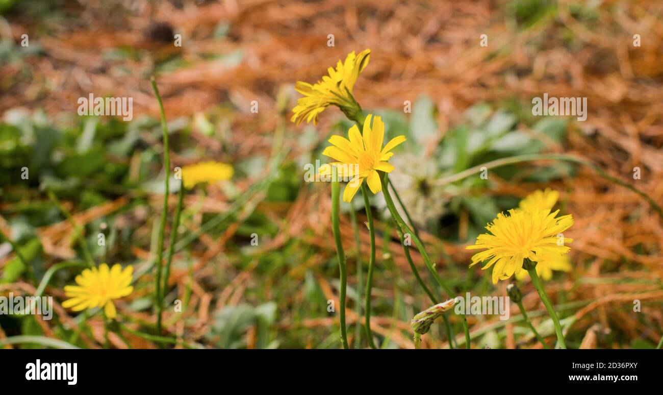 Many yellow flowers Stock Photo - Alamy