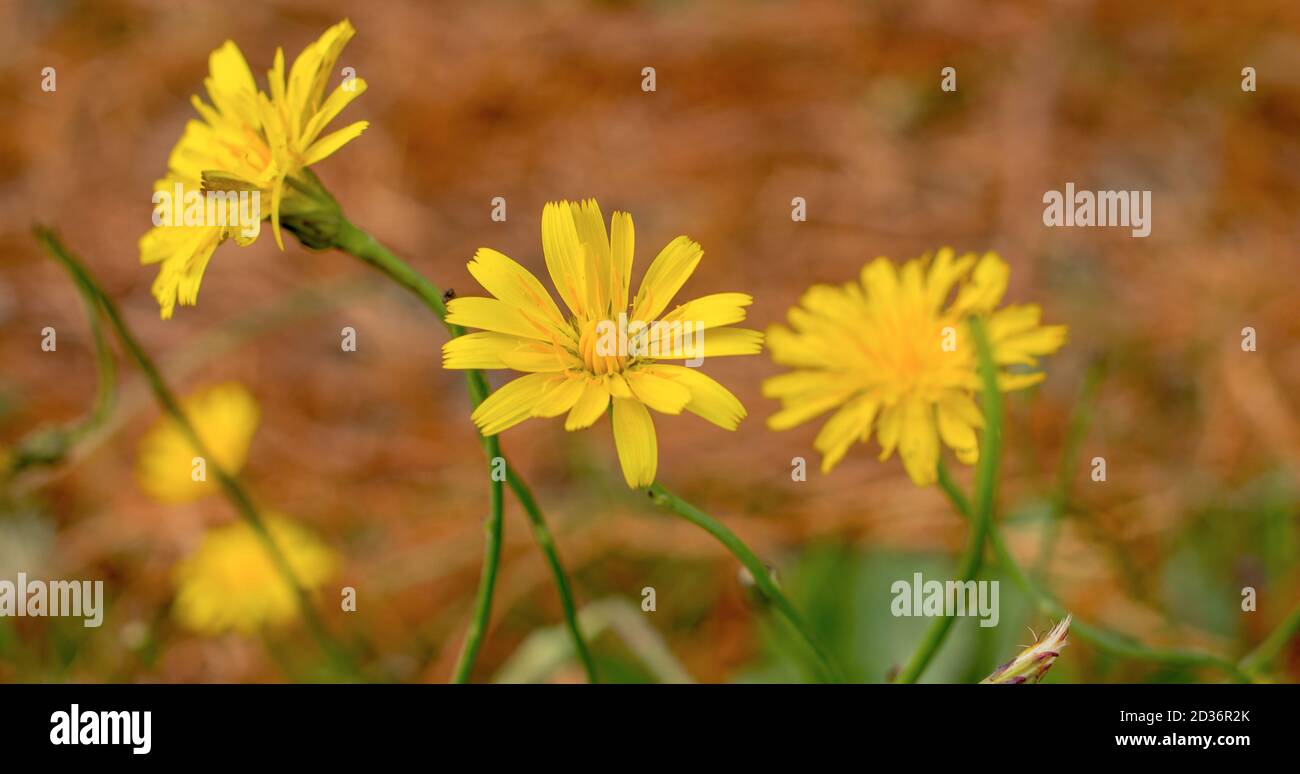 Swinging flowers in the wind hi-res stock photography and images - Alamy