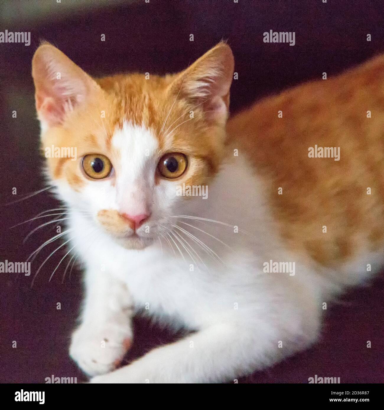 Beautiful kitten staring at camera, square image Stock Photo - Alamy