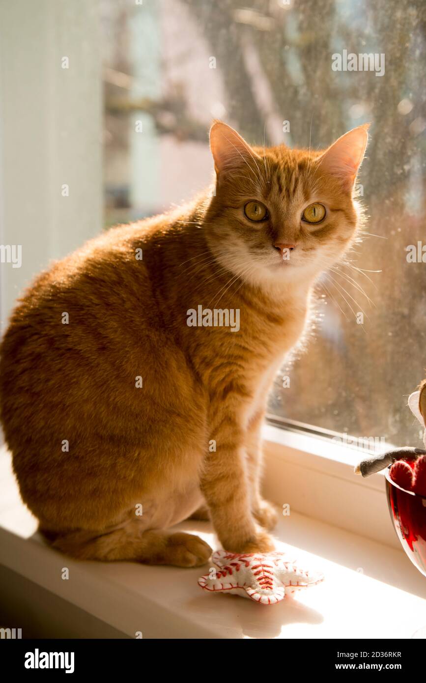 Cat through glass cat hi-res stock photography and images - Alamy