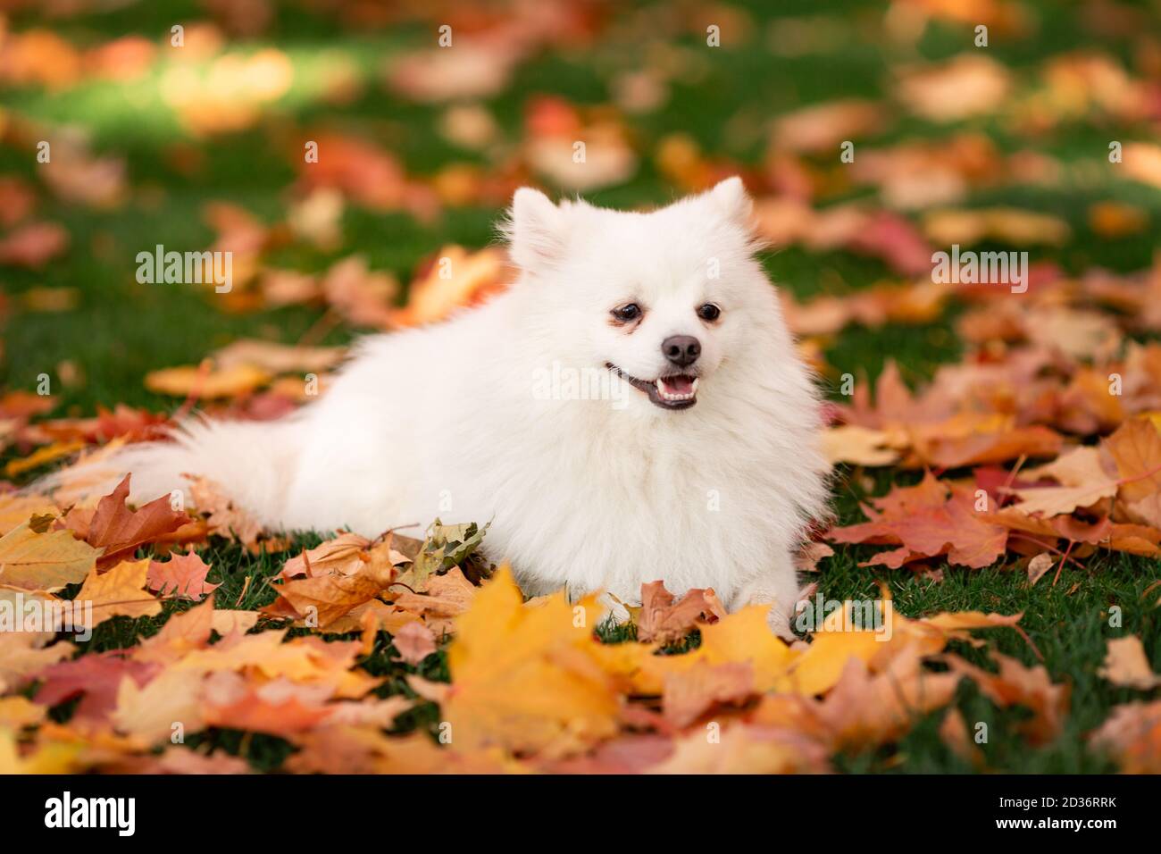 Cute white friendly spitz dog in autumn leaves in the park Stock Photo ...