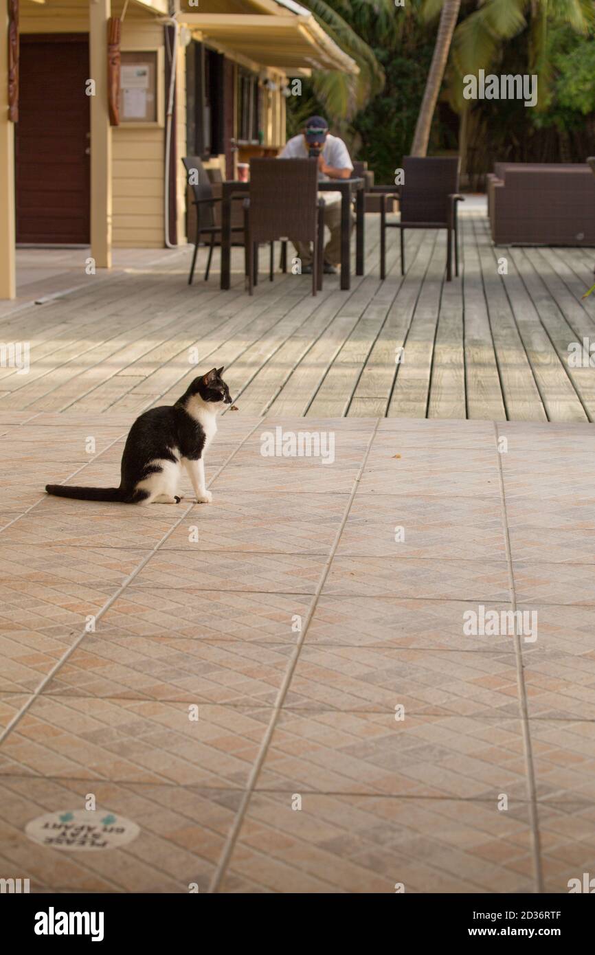 San Pedro, Montana, Belize. 6th Oct, 2020. Dora the cat demonstrating ...