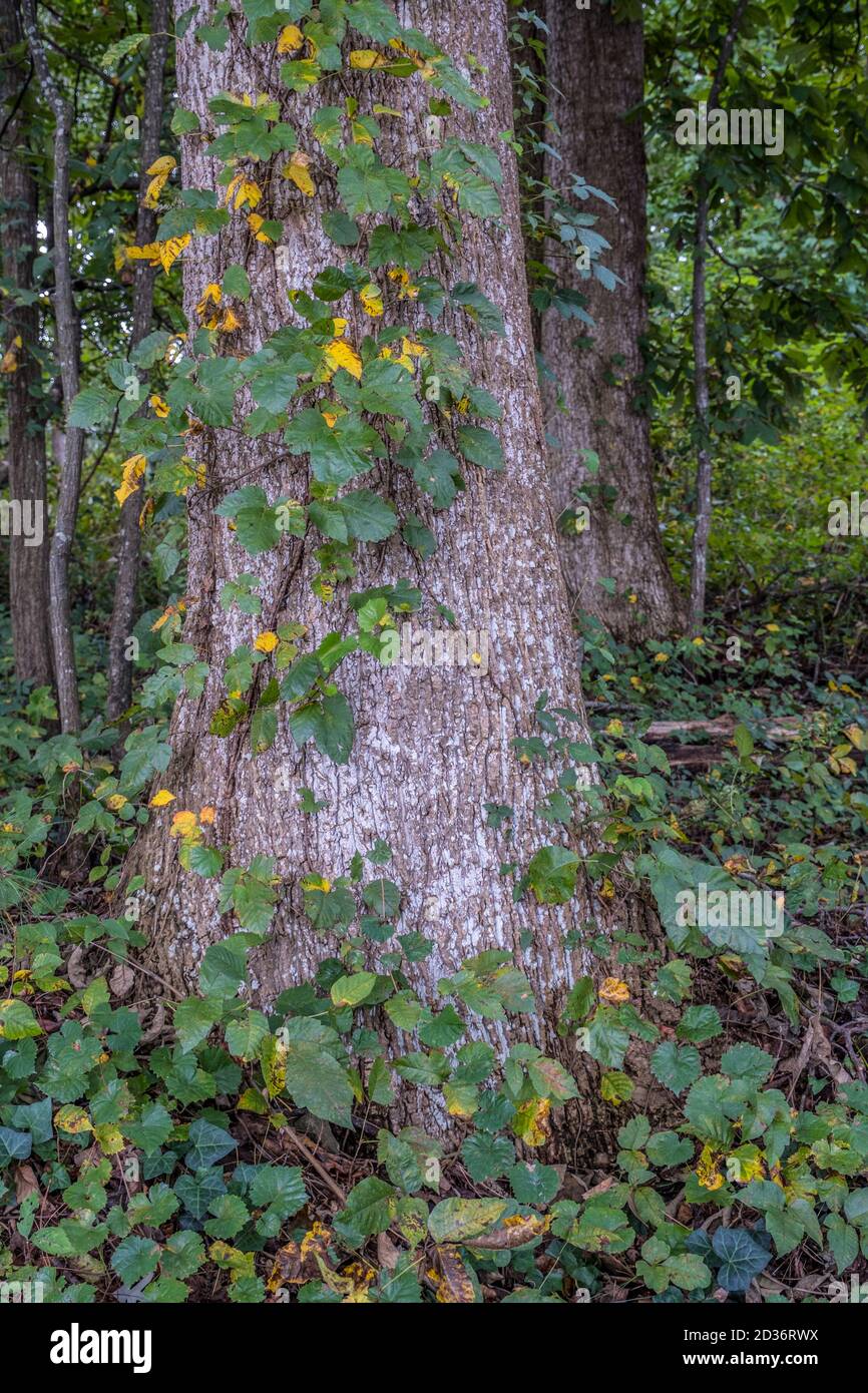 Poison ivy vine attached to a tree growing upward mixed in with two ...
