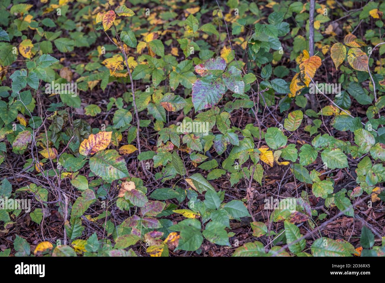 Looking down on a patch of poison ivy in the forest alongside the ...