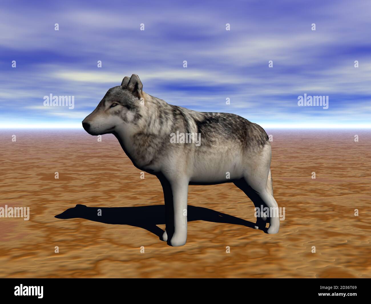 wild wolf with dark fur Stock Photo - Alamy