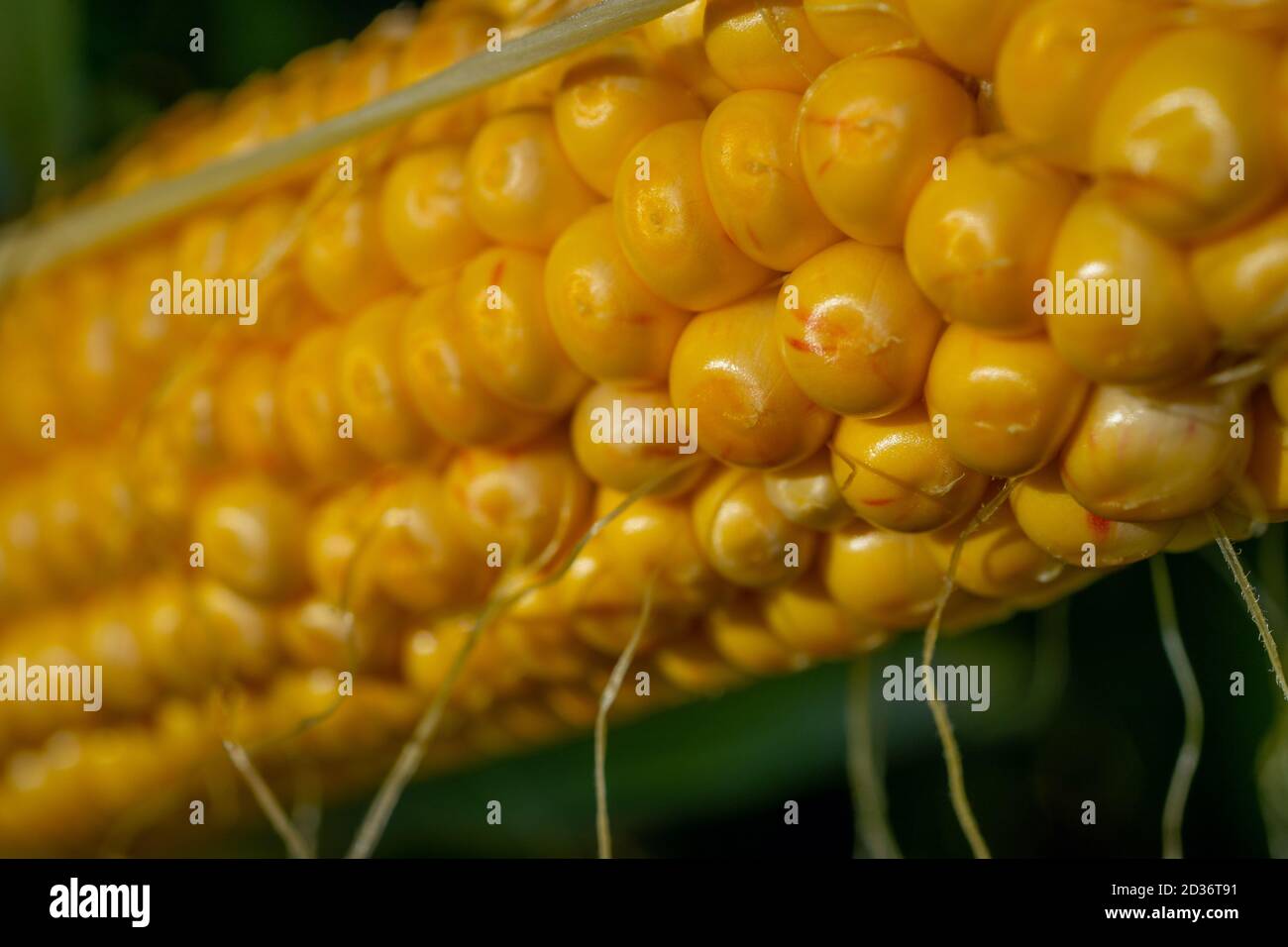 Blured focus. Closeup corn on the stalk in the corn field. Fresh corn ...