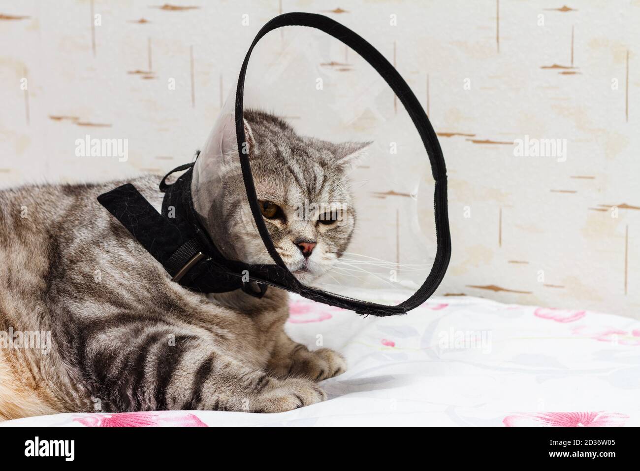 Cone collar hi-res stock photography and images - Alamy
