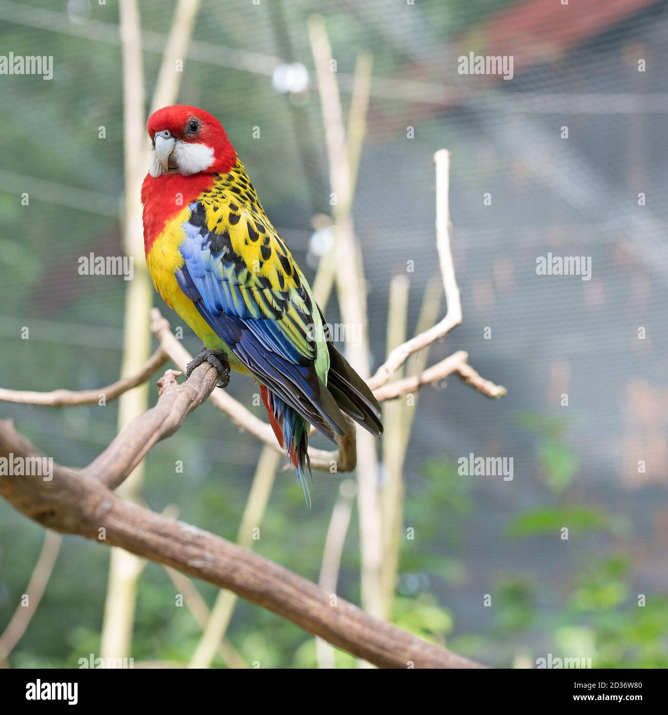 Rosellasittich hi-res stock photography and images - Alamy