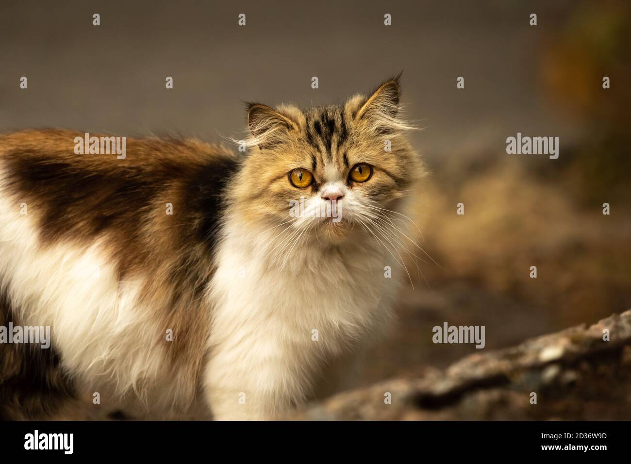 kuril bobtail russian cat walking outdoor in the forest Stock Photo - Alamy