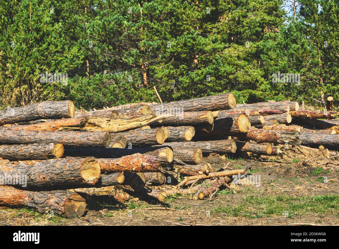 Pine forest logging, poaching, environmental damage to nature and the ...