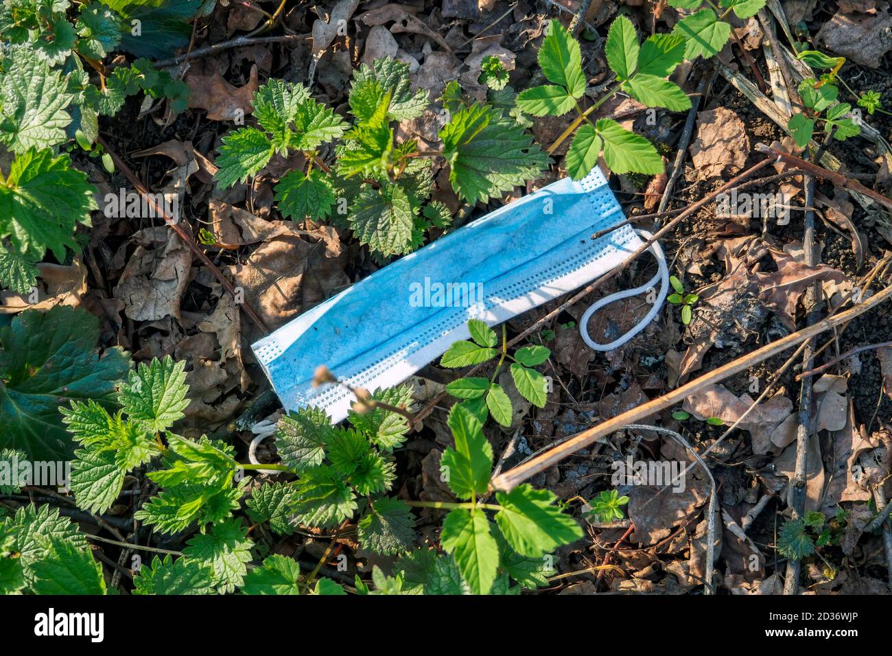 Blue disposable medical face mask between green plants and old dry ...