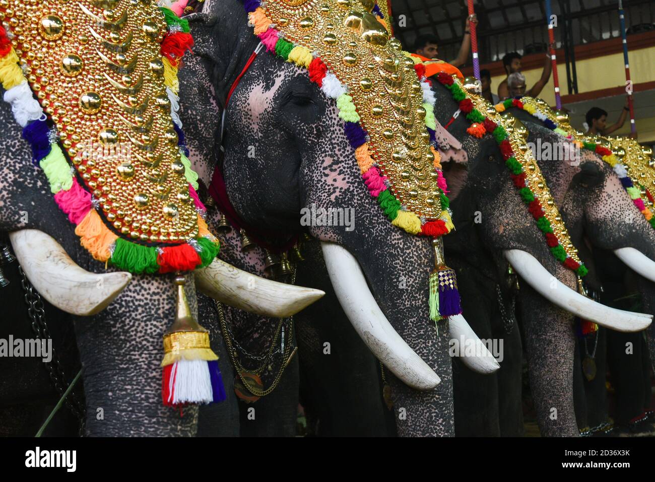 Decorated elephants standing for parade in temple festival in Kerala ...