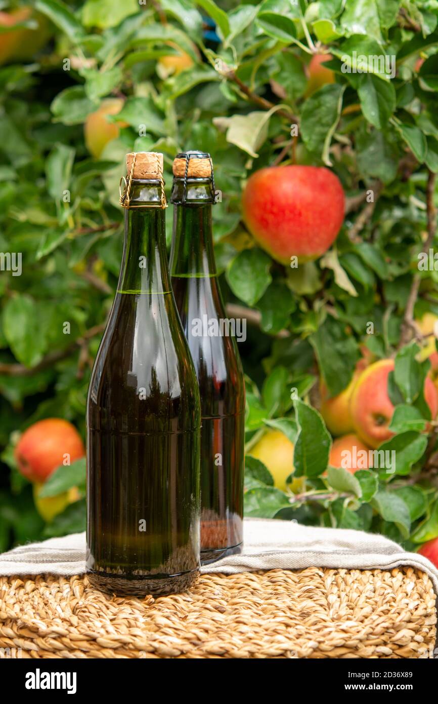 Brut and rose apple cider from Normandy in bottles, France and green ...
