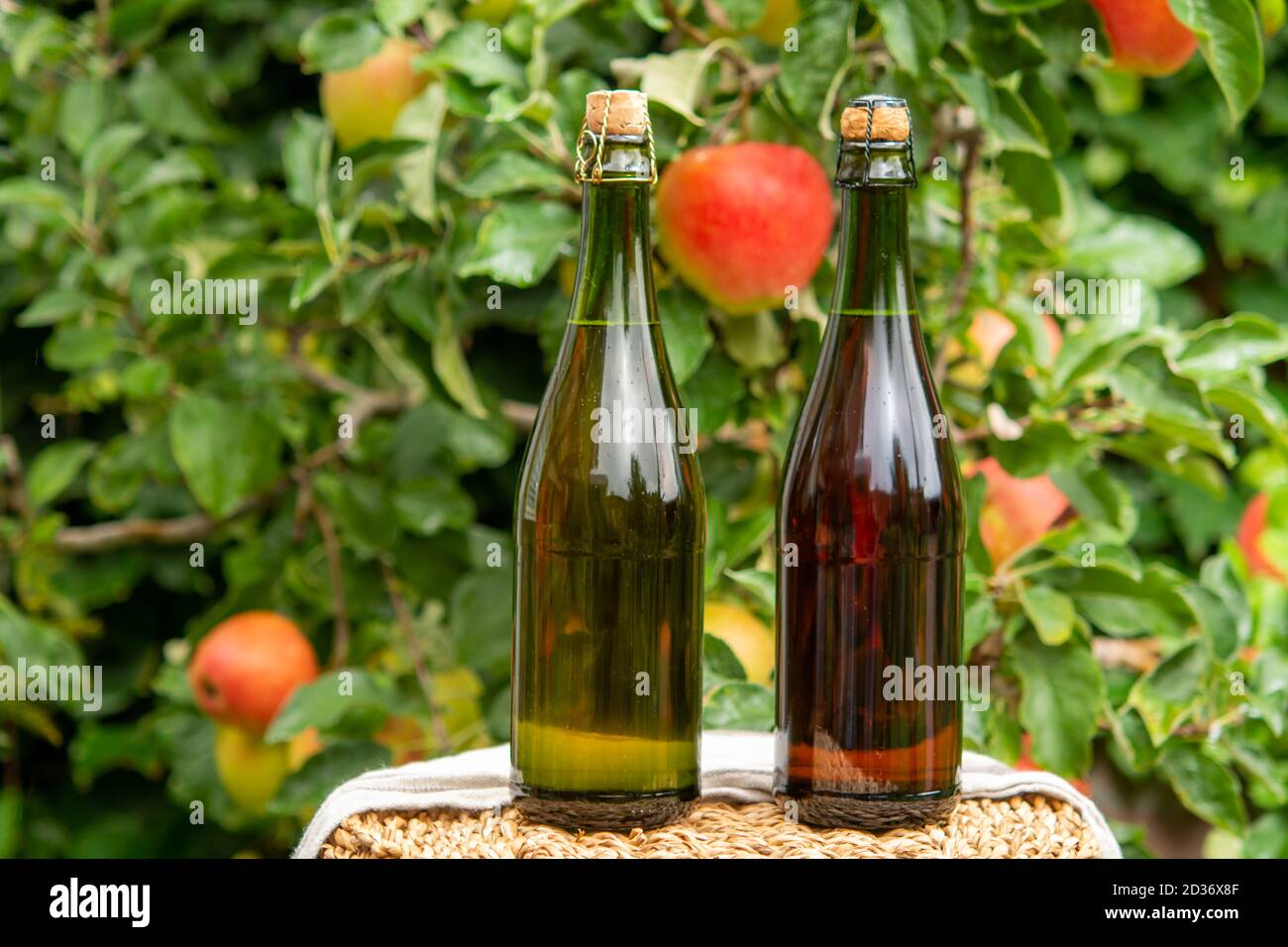 Brut and rose apple cider from Normandy in bottles, France and green ...